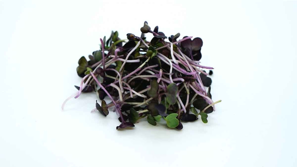Radish Microgreens for Sale in Denton & North Dallas | Greenfin Farms